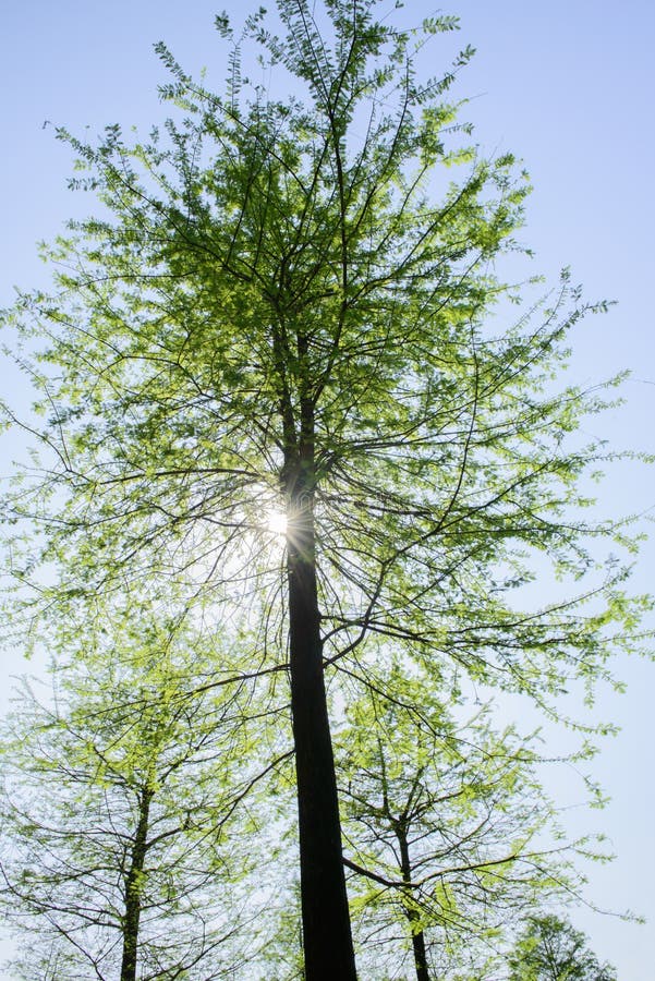 Sunlight through Cypress Tree Crown Stock Photo - Image of bright, leaf ...