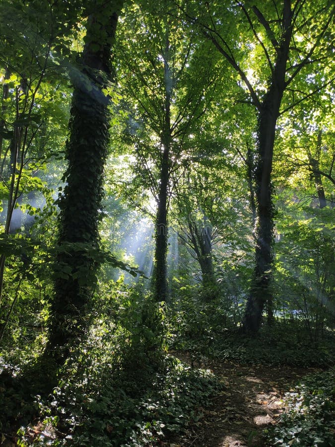 Sunlight Dancing through Trees, Serene Forest Greenery and Zen Vibes ...