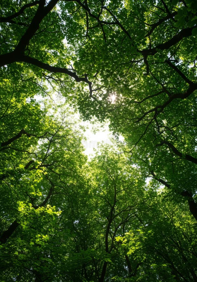 Sunlight Dappled Green Forest Canopy Stock Illustration - Illustration ...