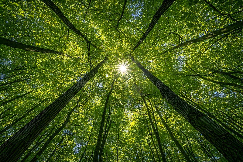 Sunlight Dappling through Lush Green Canopy in a Summer Forest a ...