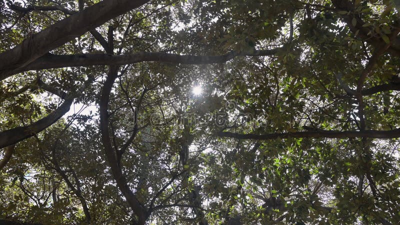 Sunlight through Dense Tree Canopy in Giardino Aretusa Stock Footage ...