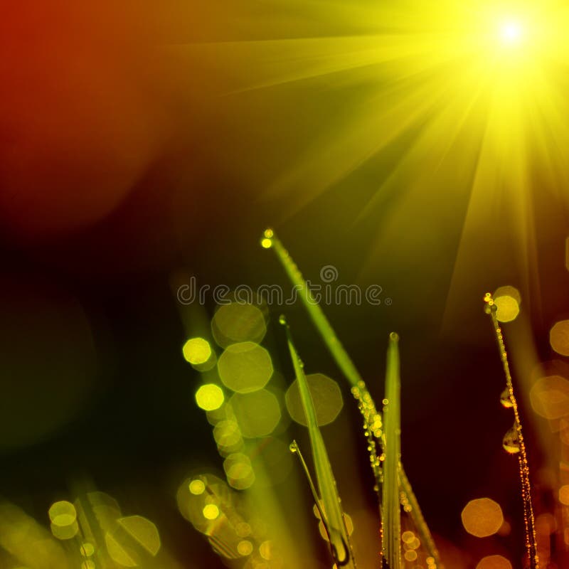 Sunlight and dew drops stock image. Image of morning - 81671981