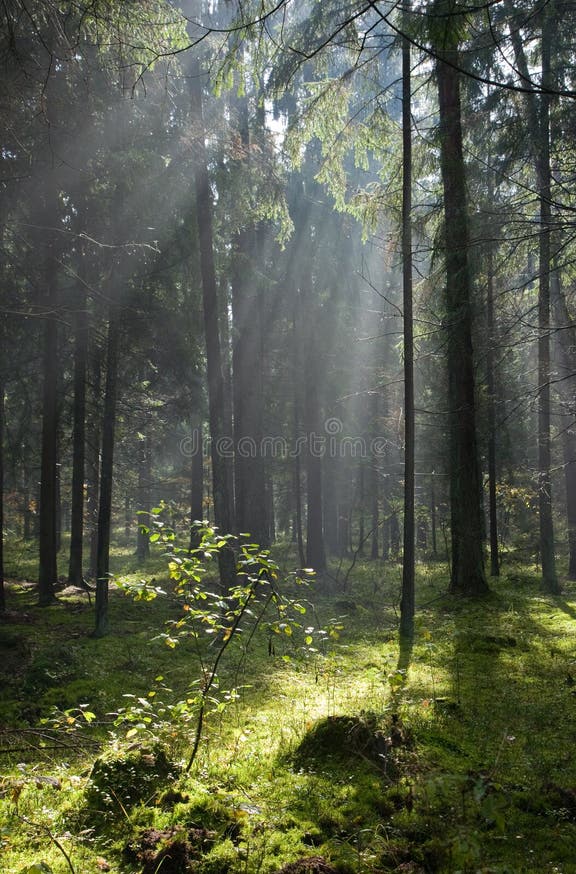 Sunlight Entering Misty Forest Stock Image - Image of forest ...