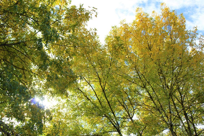 Sunlight through Fall Colored Tree Leaves Stock Photo - Image of bright ...