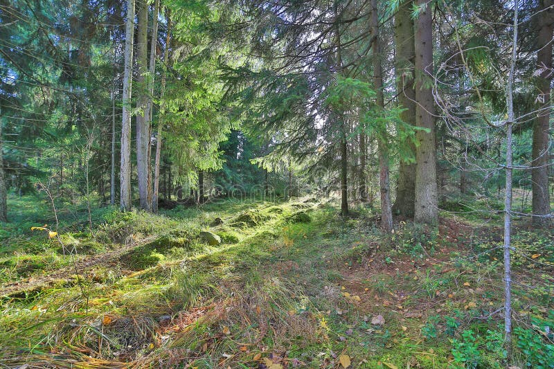 Sunlight in Fall Fir Forest Stock Photo - Image of plant, branch: 35915558