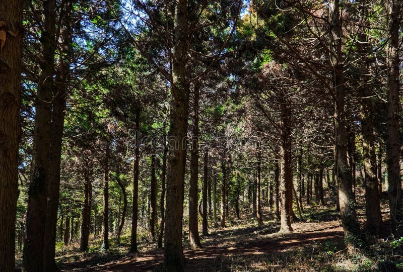 1,235 Large Trees Falling Stock Photos - Free & Royalty-Free Stock ...