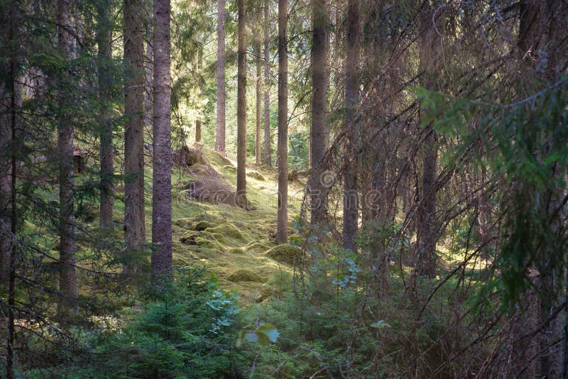 Sunlight Falling through a Forest of Pine Trees. Trees and Moss on the ...