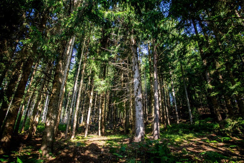 Sunlight between Forest Trees Stock Image - Image of atmosphere, scenic ...