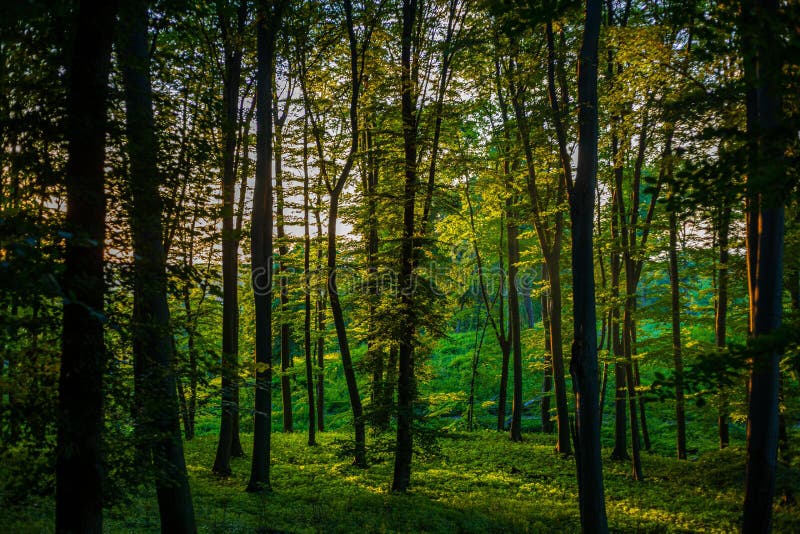 Sunlight Falling through the Trees in a Green Forest Stock Photo ...