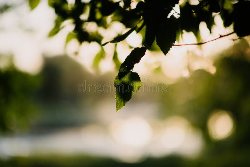 Sunlight Falls on Green Leaves of Trees Close Up Stock Image - Image of ...