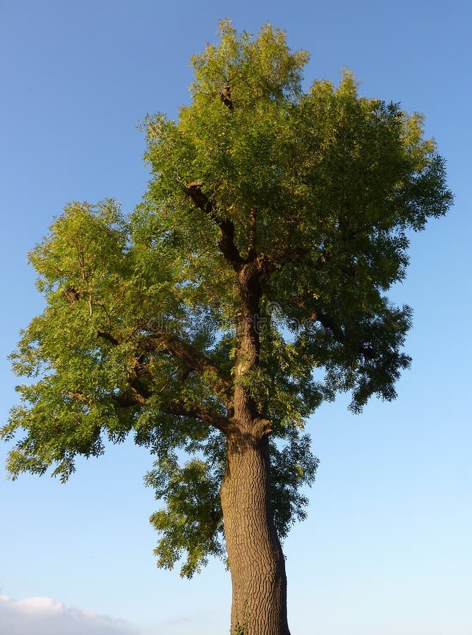 Sunlight falls on tree stock image. Image of branches - 11448081