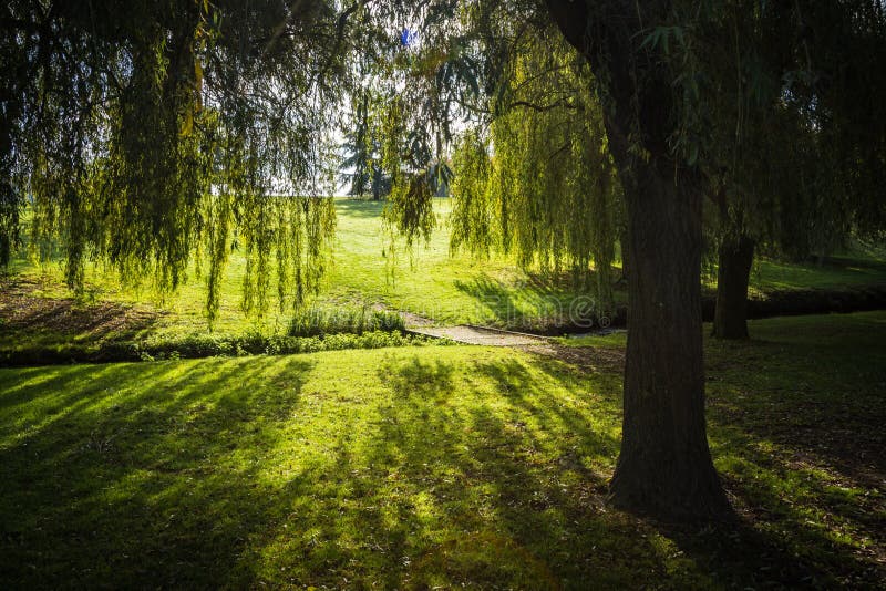 Falls, the Tree is Reflected in Falls with Stones Stock Image - Image ...