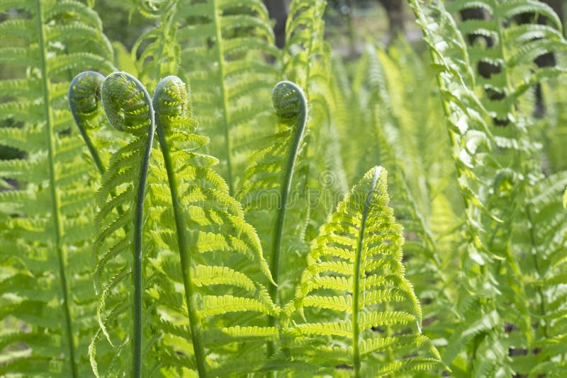 Budding Ferns in Sunlight in the Spring Time Stock Photo - Image of ...