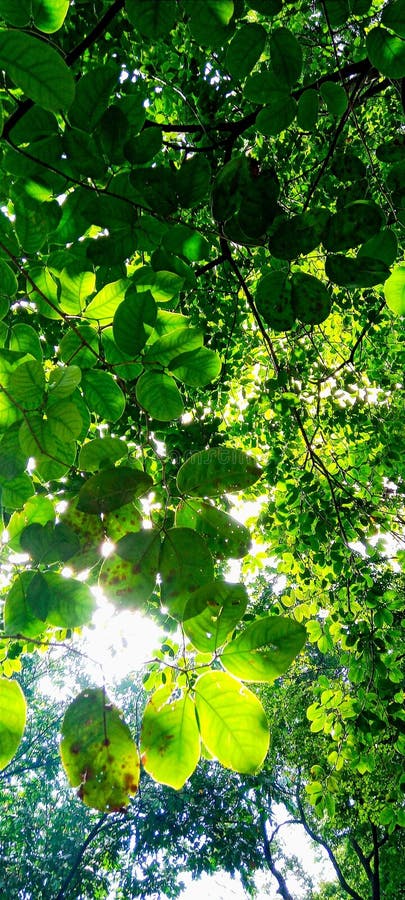 Sunlight Filtered through a Canopy of Trees Seen from Below. Stock ...