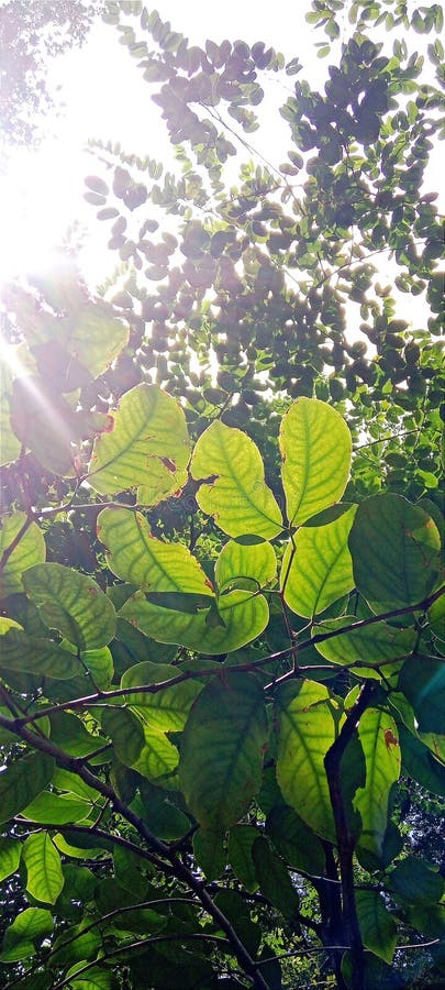 Sunlight Filtered through a Canopy of Trees Seen from Below. Stock ...