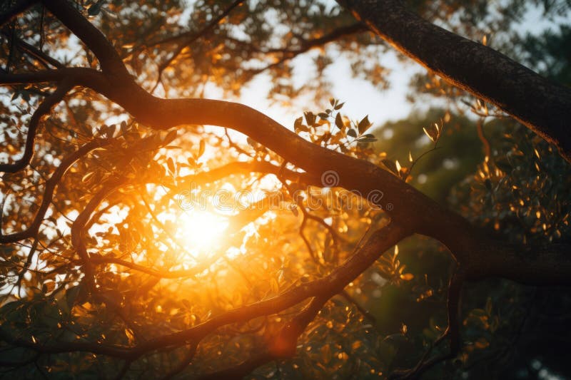 Sunlight Filtering Tree Branches Perfect Nature Themed Designs Stock ...