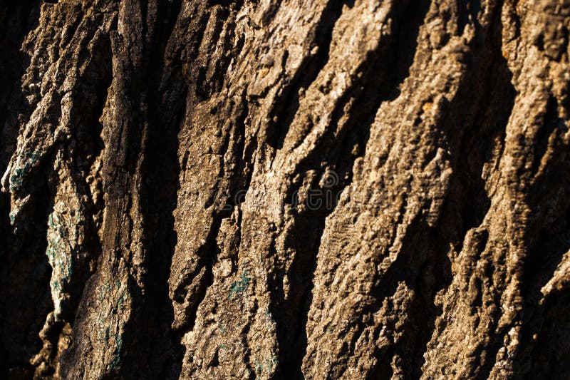 Sunlight Filtering through Deep Fissures of Aged Tree Bark Texture ...