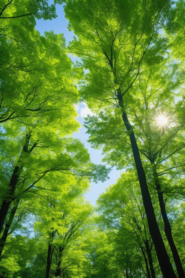 Sunlight Filtering through Dense Forest Trees, Perfect for Nature ...