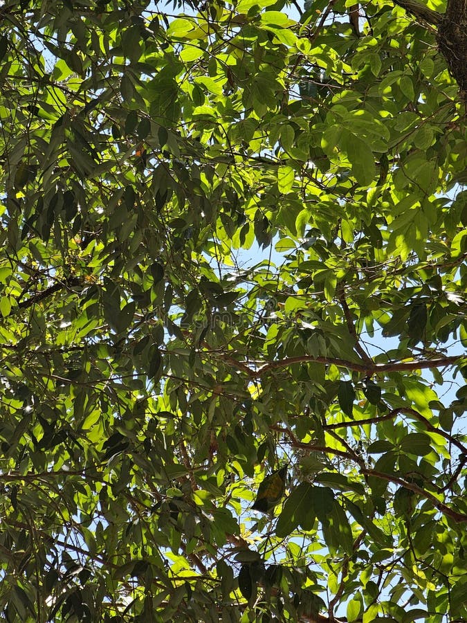 Sunlight Filtering through Dense Green Leaves of a Tropical Tree Stock ...