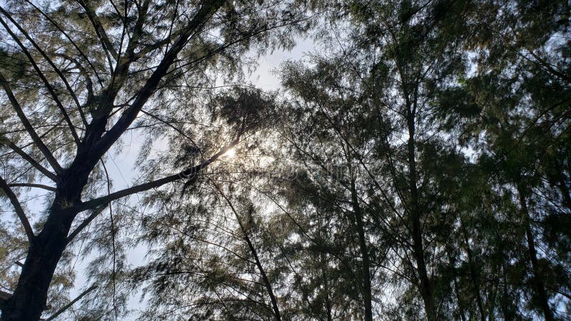 Sunlight Filtering through Dense Pine Tree Canopies Stock Photo - Image of natural, shadow ...