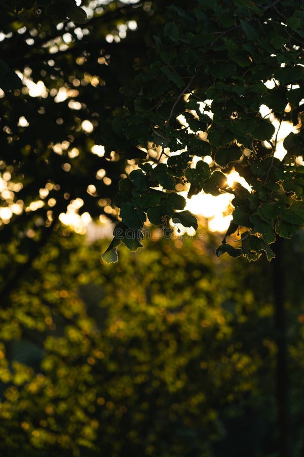 Sunlight Filtering through Leaves at Golden Hour Stock Image - Image of ...