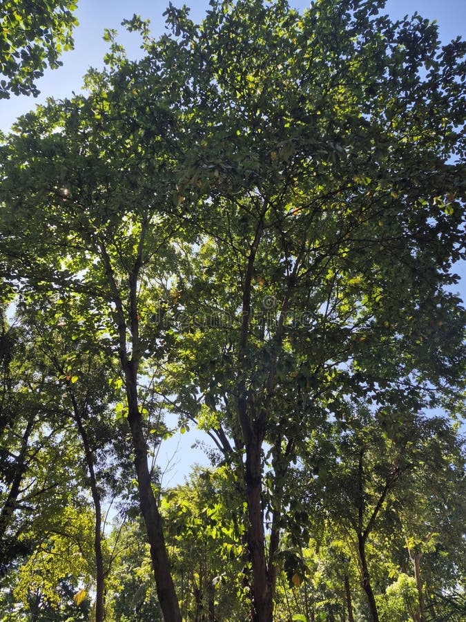 Sunlight Filtering through a Lush Green Canopy, Creating a Serene and ...