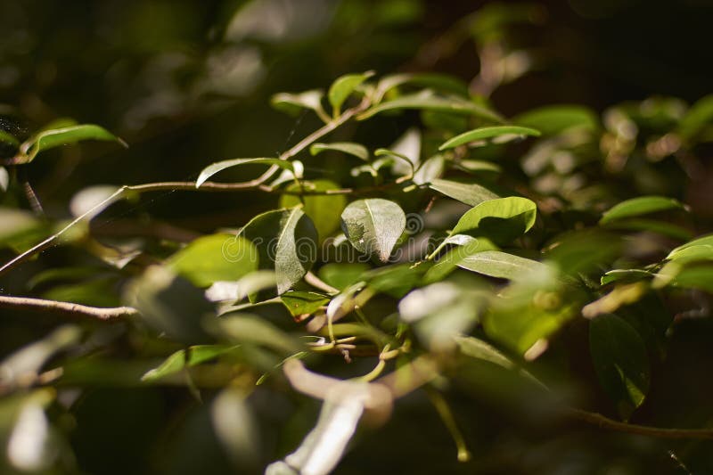 Lush Green Foliage Vibrant Texture Sunlight Dappled Color Wallpaper ...
