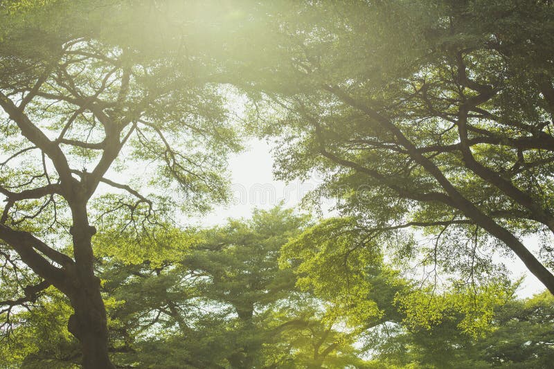 Sunlight Filtering through Lush Green Tree Canopy in Forest Stock Image ...