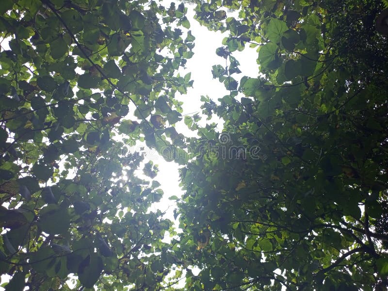 Sunlight Filtering through Lush Green Tree Canopy Stock Image - Image ...