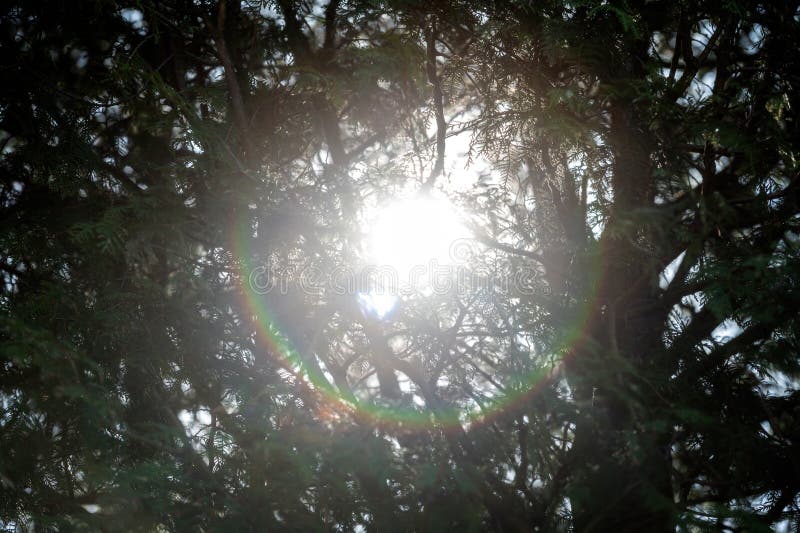 Sunlight Filtering through Tree Branches Stock Image - Image of effect ...