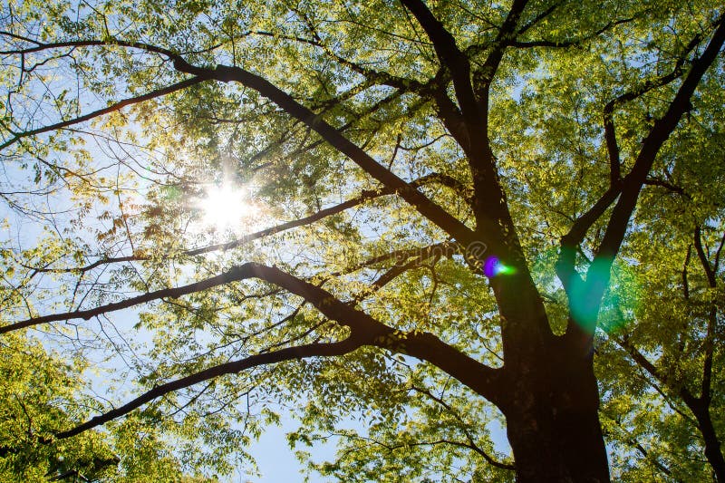 Sunlight Filtering through Tree Canopy Stock Image - Image of peaceful ...