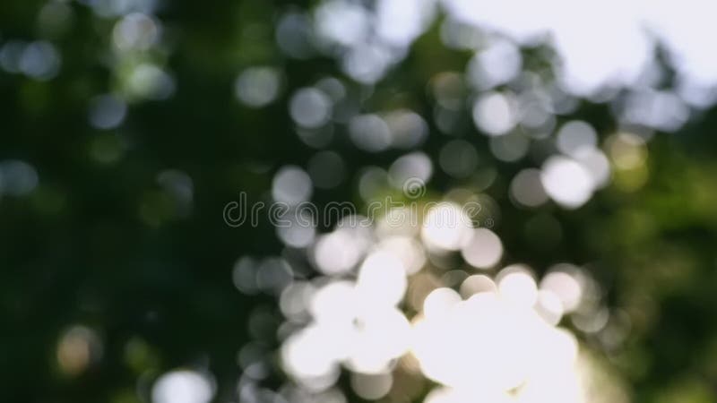 Sunlight Filtering through Tree Leaves, Creating Soft Circular Bokeh ...
