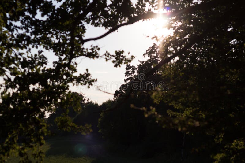 Sunlight Filtering through Tree Leaves at Sunset-nature Background ...