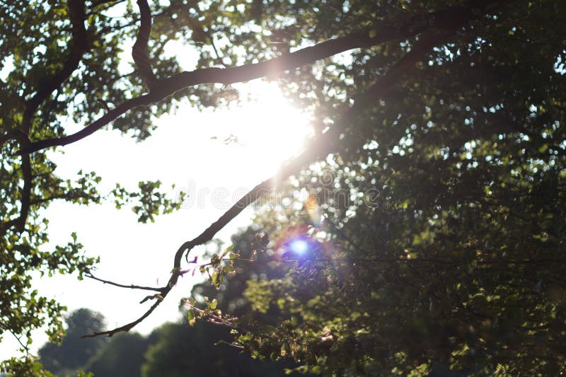 Sunlight Filtering through Tree Leaves at Sunset-nature Background ...