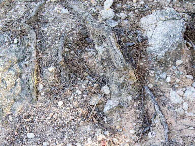 Sunlight Filtering through Trees Illuminates a Dry Riverbedn Stock ...