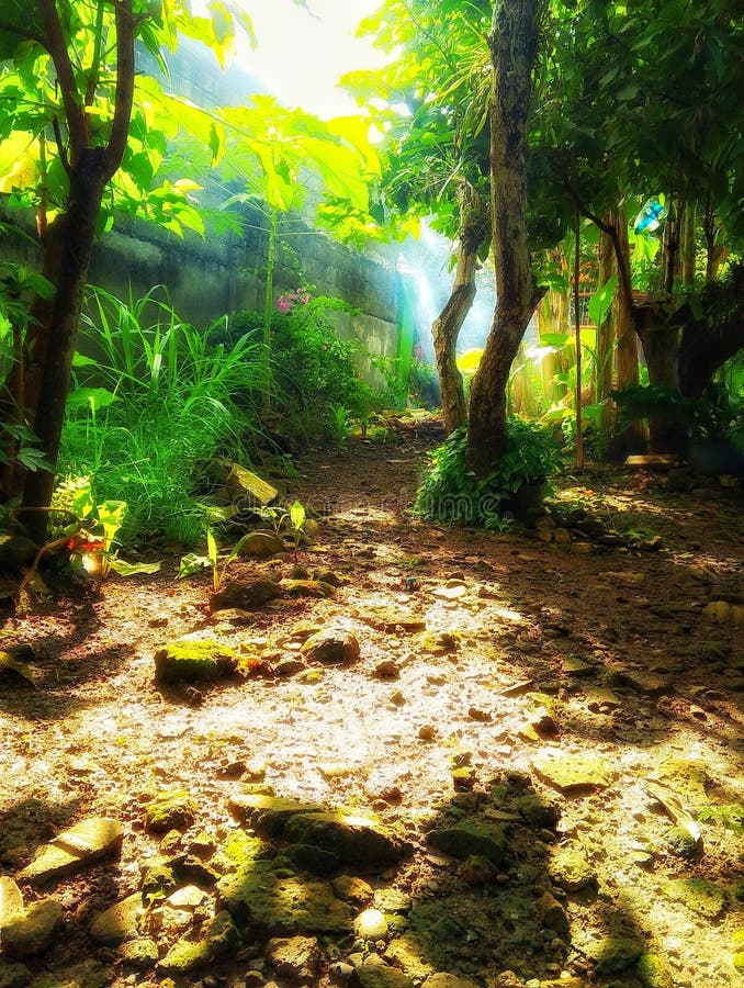 Sunlight Filtering Trees Lush Tropical Garden Pathway Stock Photos ...