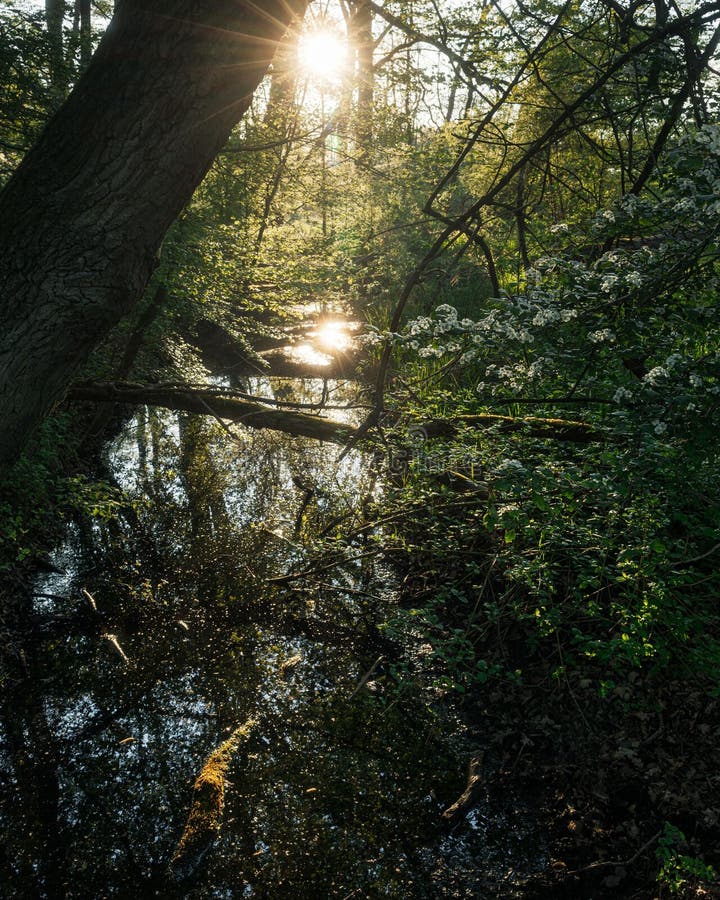 Sunlit Forest Stream Reflection Stock Image - Image of beauty, water ...