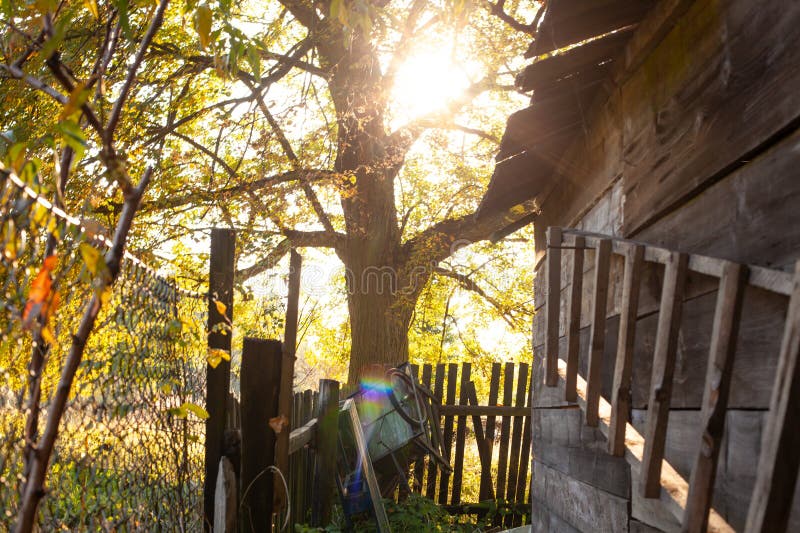 Rustic Farm Scene with Sunlight through Trees Stock Photo - Image of ...