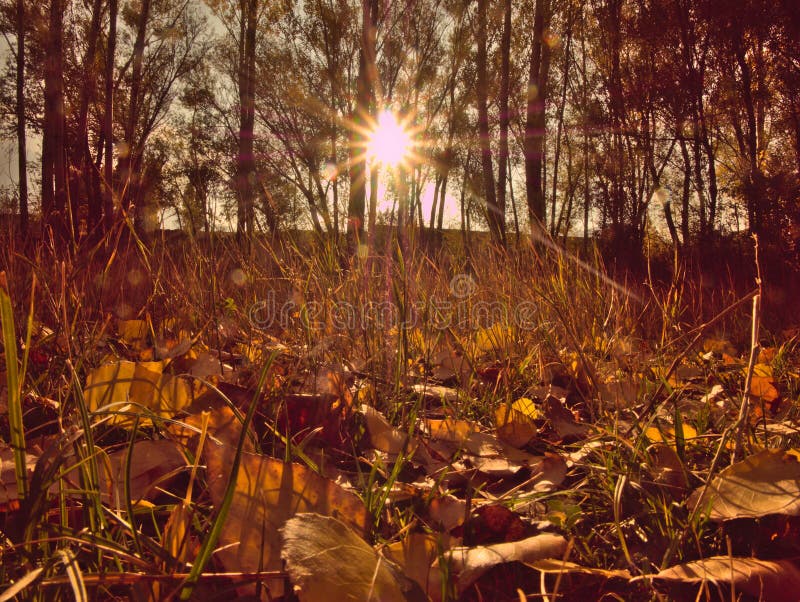 Sunlight Filtering through the Forest. Stock Image - Image of highlight ...