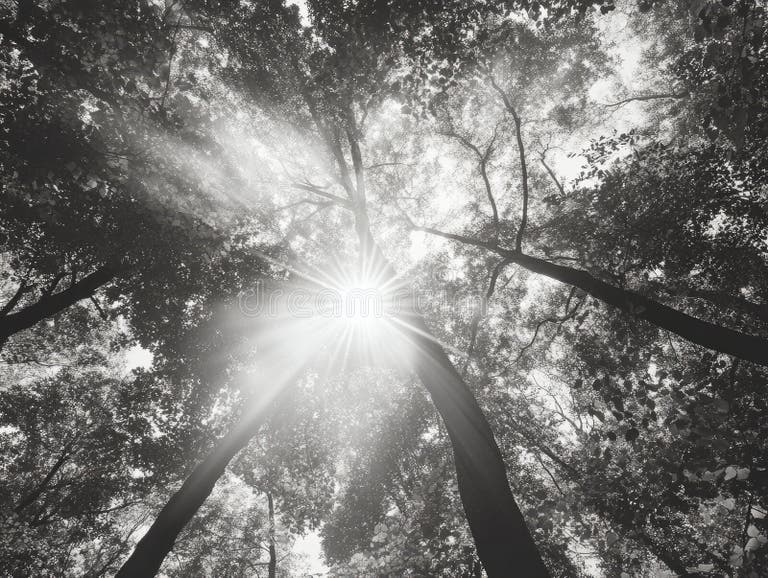 Sunlight Filtering through Treetops Stock Photo - Image of woodland ...