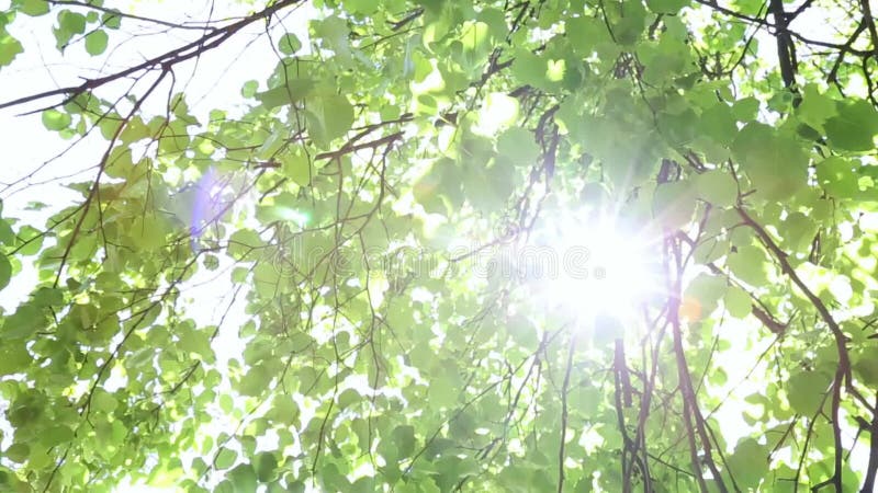 Sunlight Filtering through Vibrant Green Maple Leaves in Spring Breeze ...