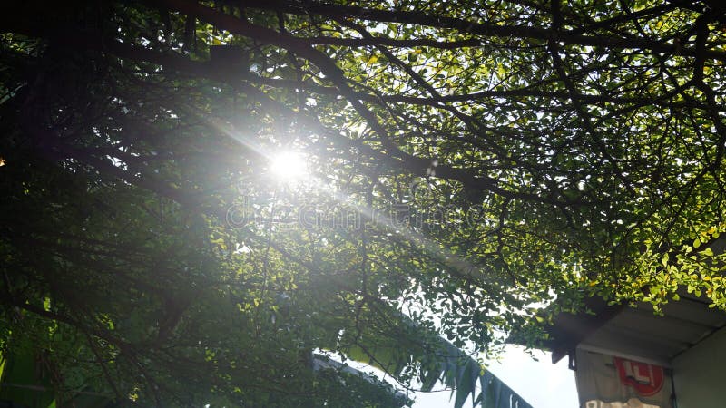 Sunlight Filters through a Dense Canopy of Green Leaves Stock Photo ...