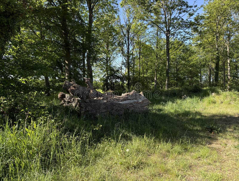 "a Large Fallen Tree Trunk in Woodland Near Otley, Yorkshire, UK ...