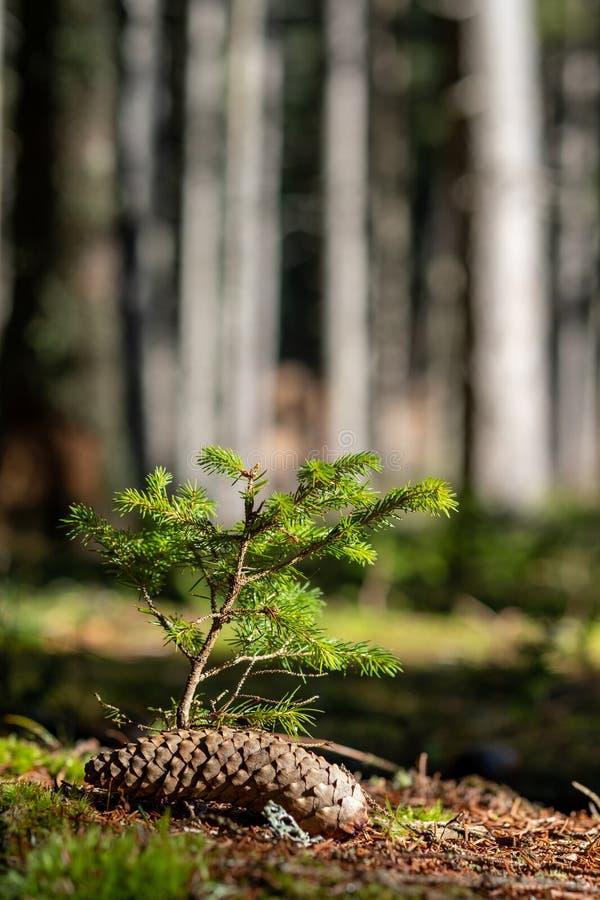 A Tiny Conifer Seedling Emerges from a Pine Cone on the Forest Floor ...