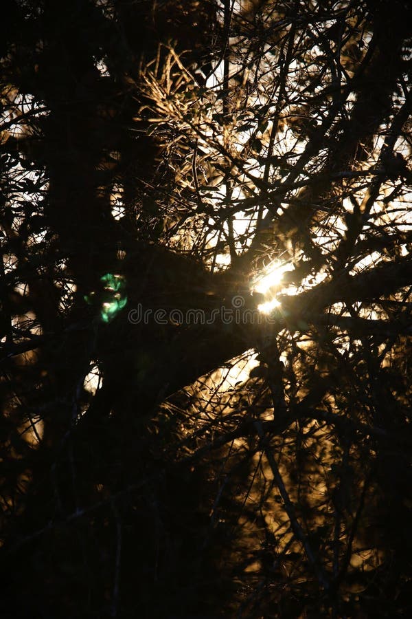 Setting Sun through Dense Tree Branches with Green Lens Flare Stock ...