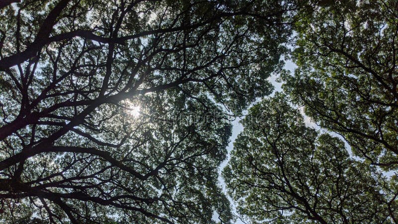 Sunlight Filters through Dense Tree Canopy, Creating a Textured Pattern ...