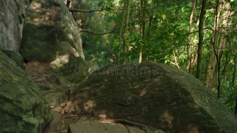 Shadows of Tree Leaves Dance on a Large Rock in a Dense Forest ...