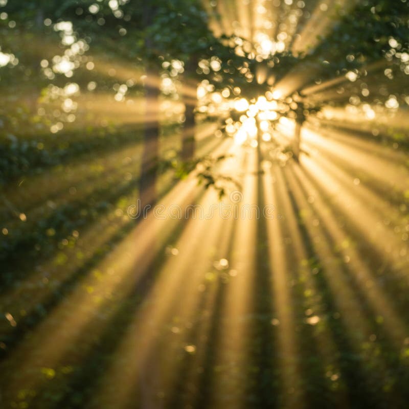 Sunlight Filters through a Forest Canopy, Creating Striking Beams of ...