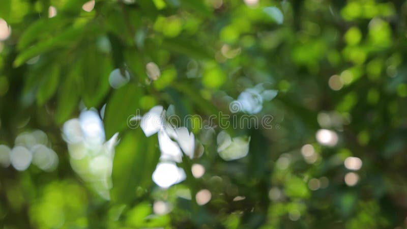 The Sunlight Filters through the Leaves, Creating Faint Patterns on the ...