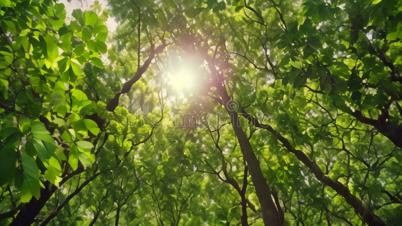 Sunlight Filters through the Leaves of a Dense Forest Canopy, Creating ...